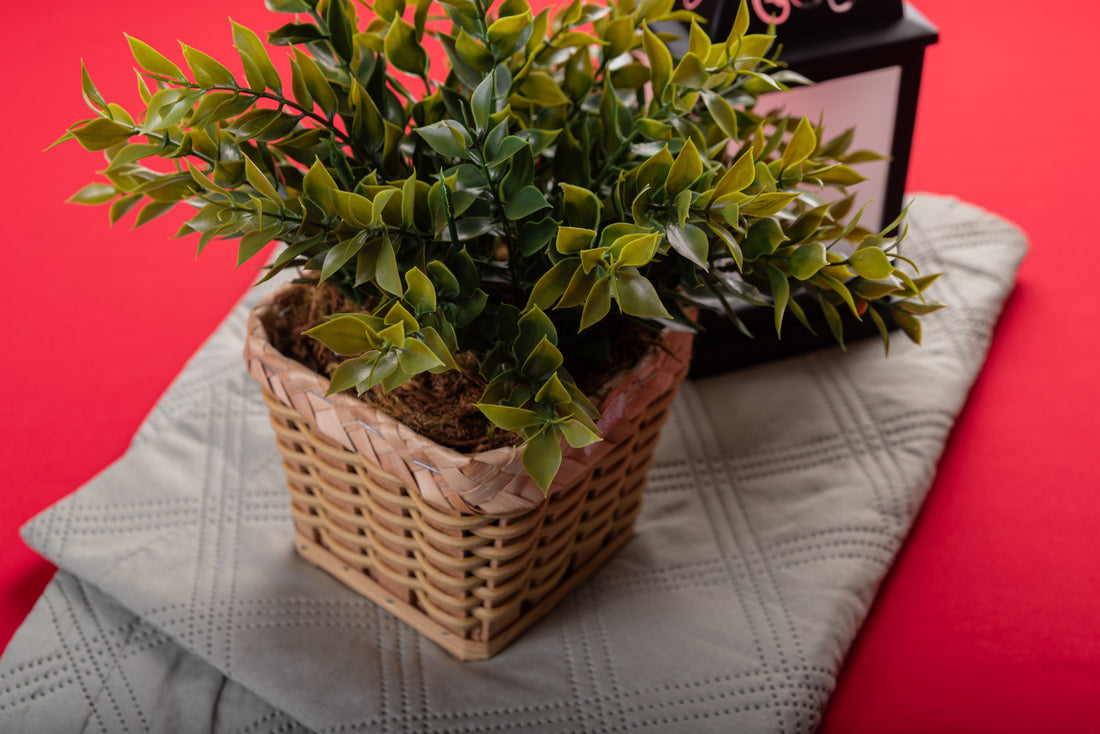 How to Keep Your Photinia Red Robin Healthy All Year Long – Hedges Hedges