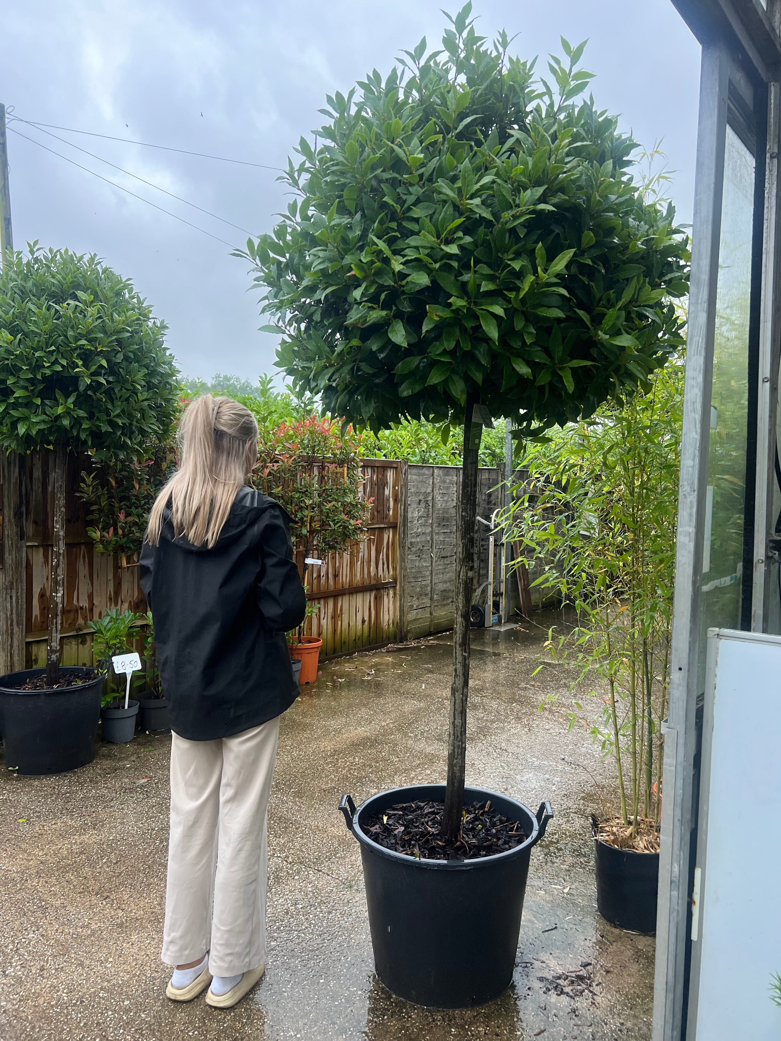 240cm (8ft) Laurus Nobilis Standard Bay Tree | Hedges Hedges