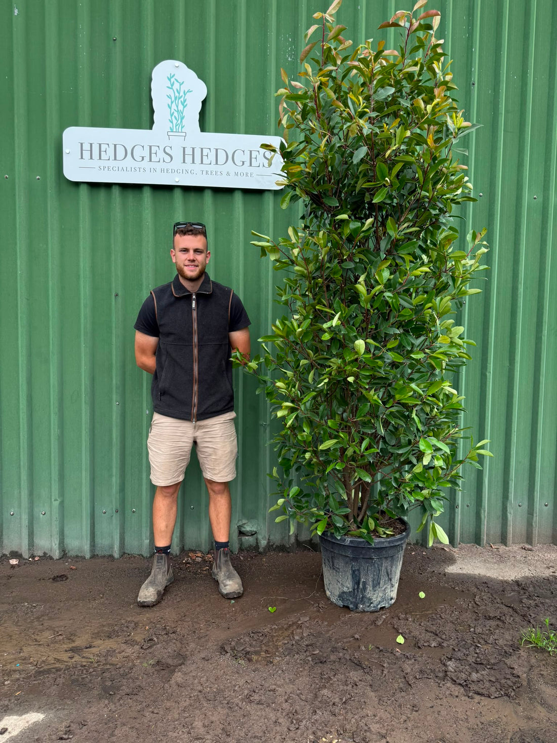 200-225cm (7ft+) Photinia Red Robin Hedging | Hedges Hedges