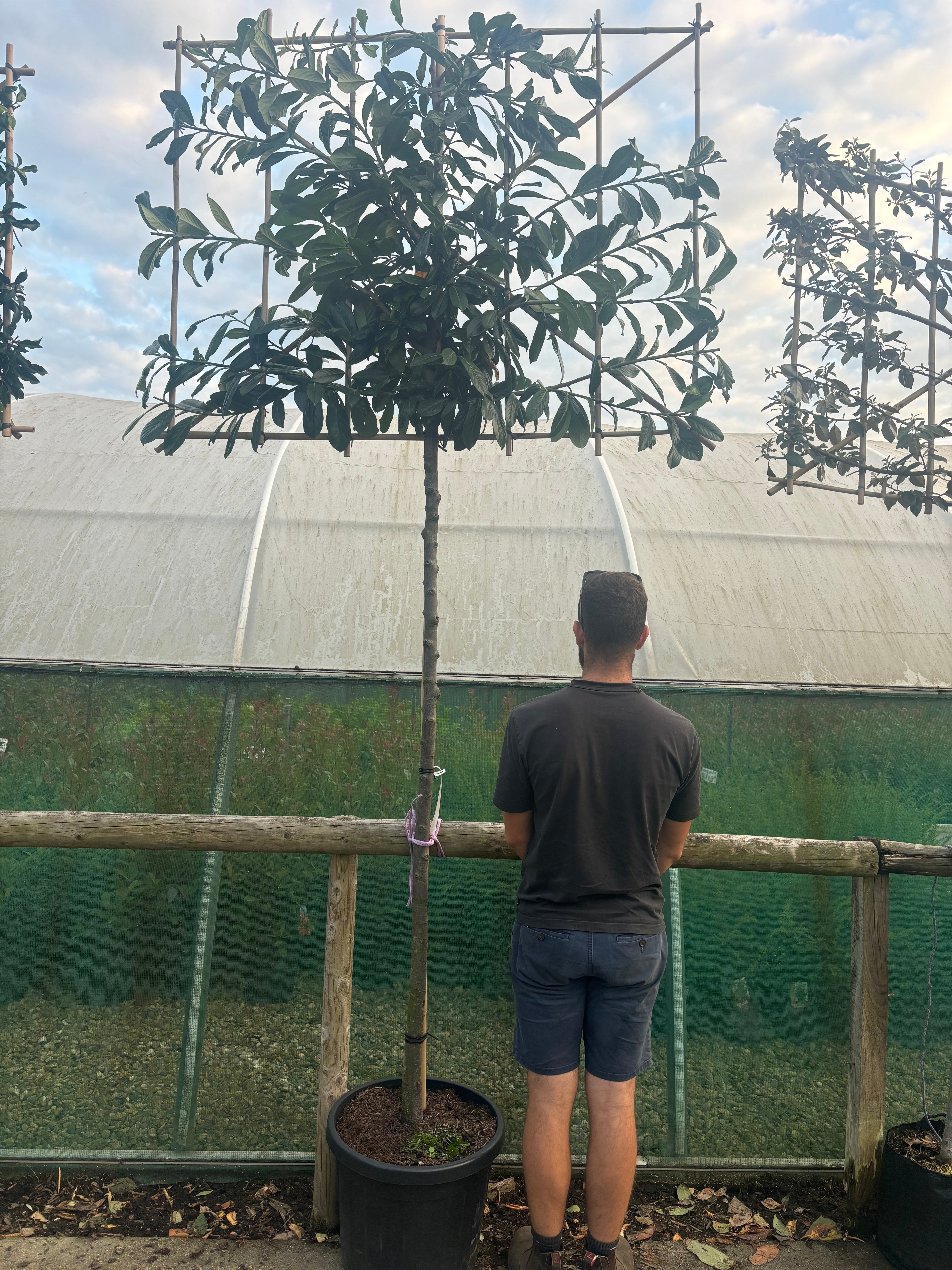 Potted Pleached Cherry Laurel 180cm (6ft) Stem × 120cm Wide × 120cm ...