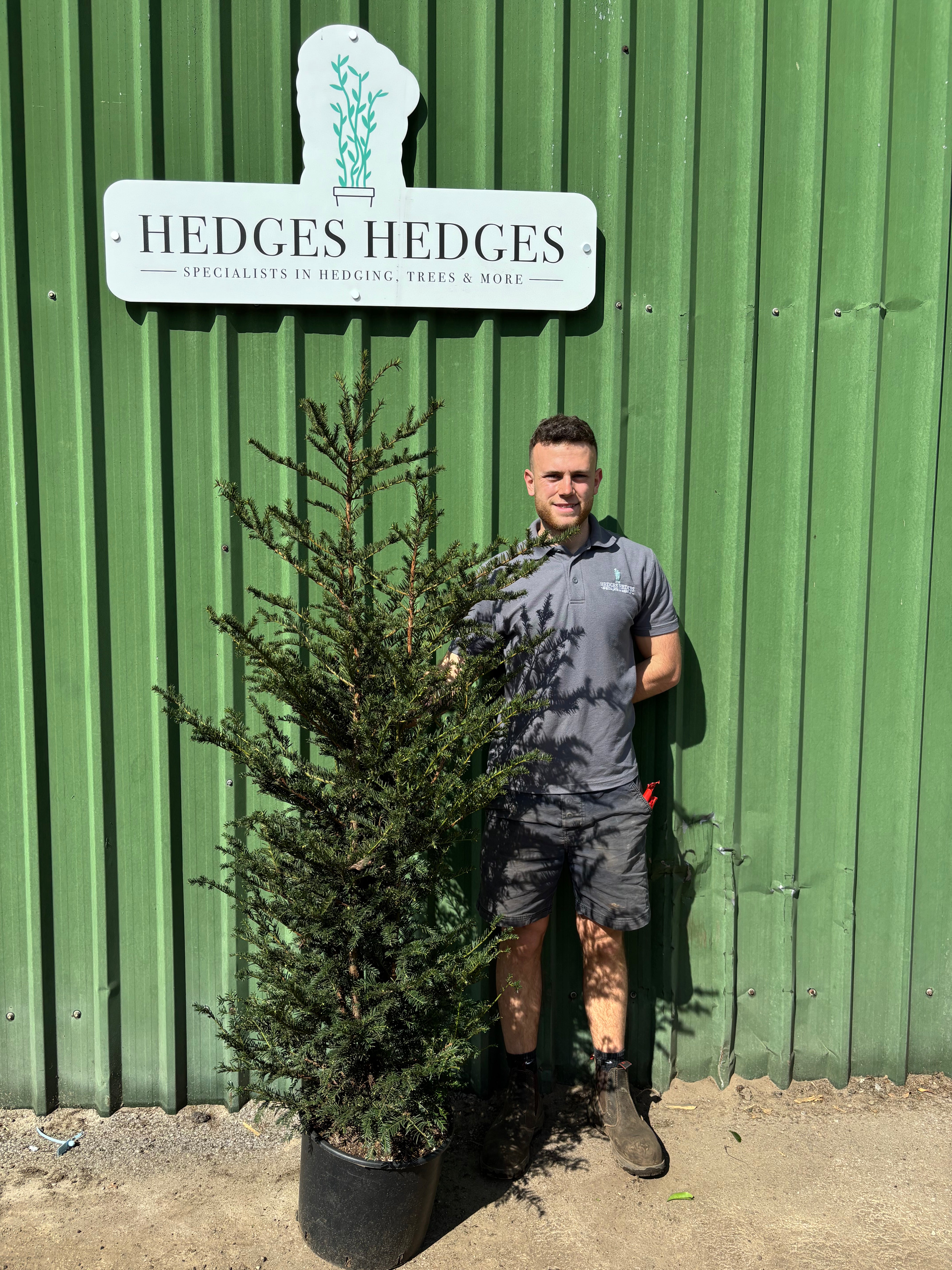 Taxus Baccata (English Yew) 150-180cm Planted Height (approx 5-6ft+) 2 ...