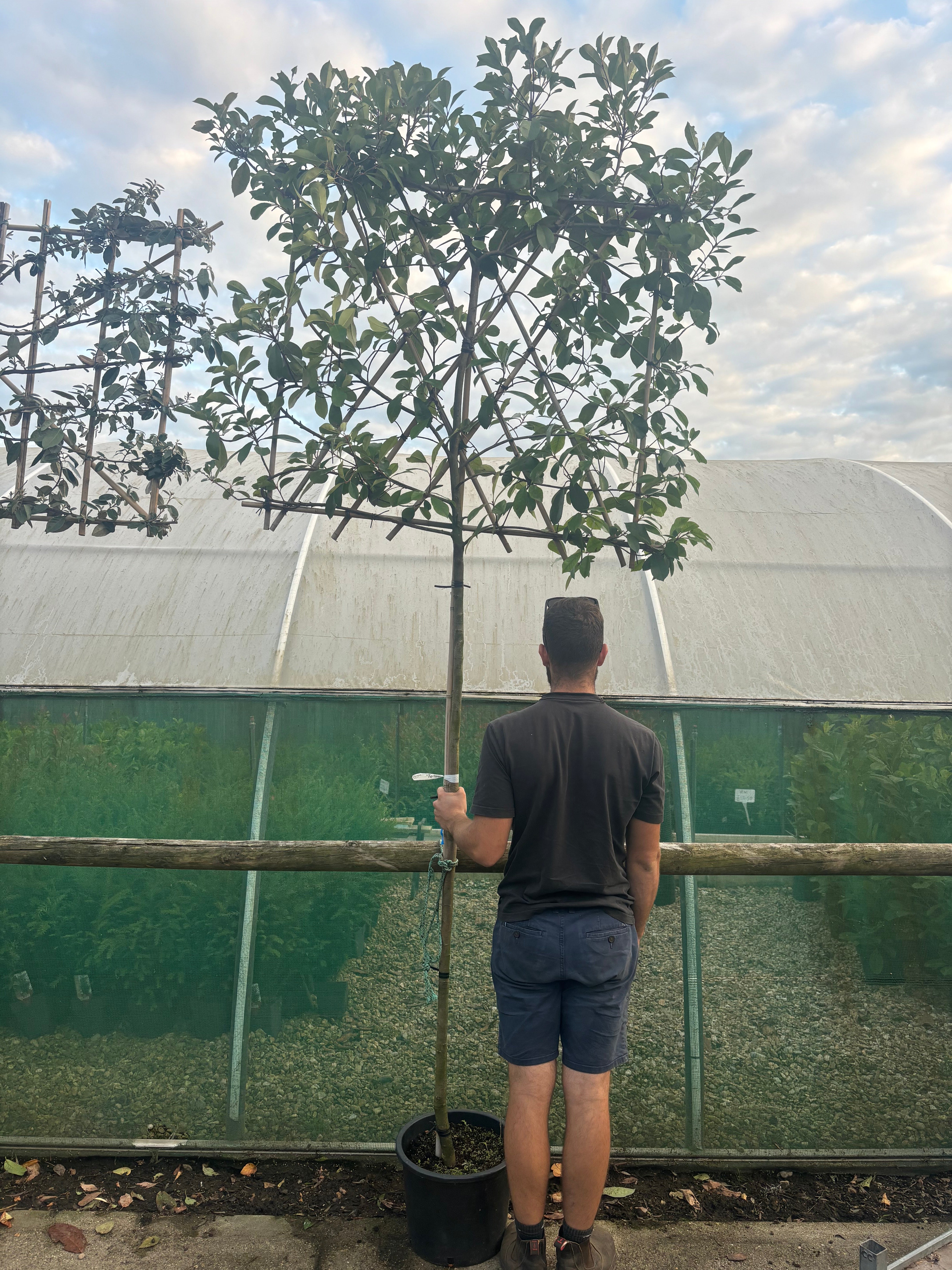 Potted Pleached Photinia Red Robin 180cm (6ft) Stem × 120cm Wide × ...